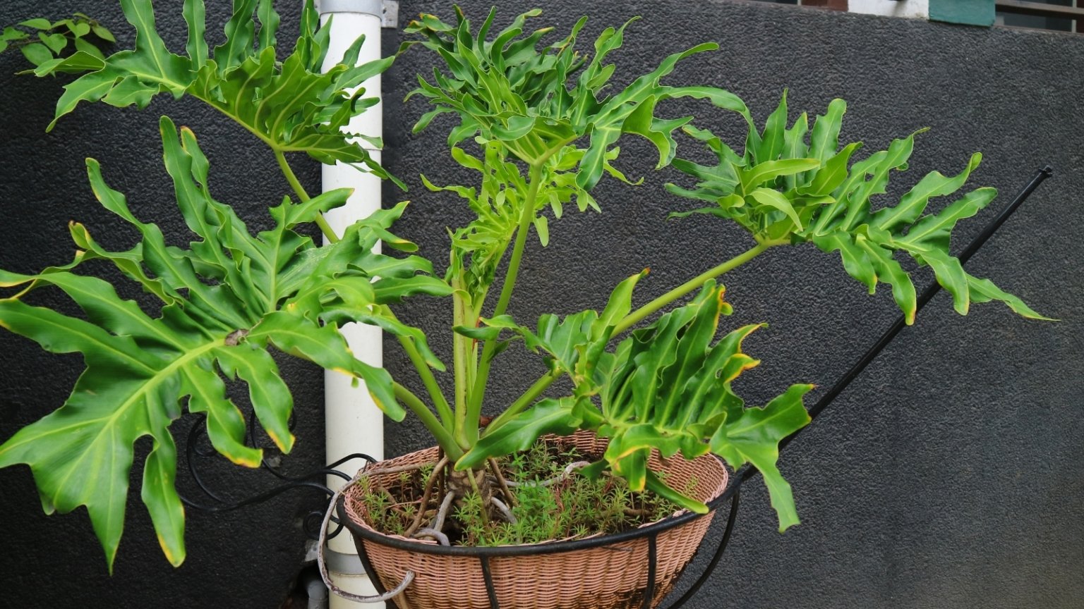 11 Houseplants With Delicate, Lacy Foliage