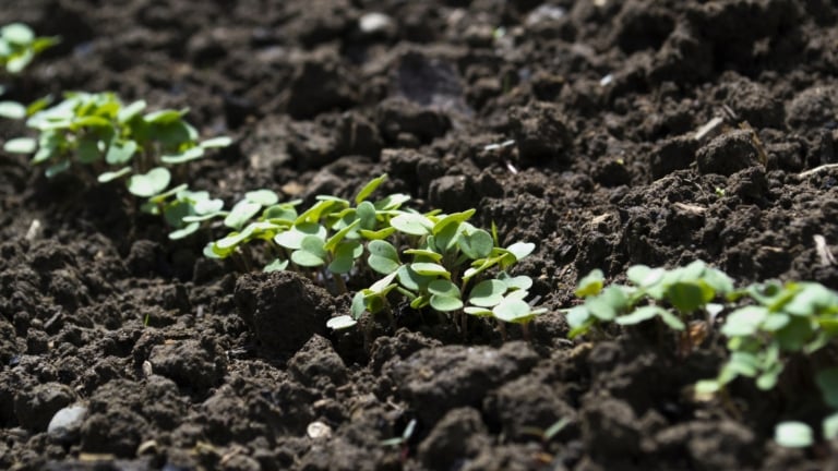 How to Plant, Grow, and Care for Arugula