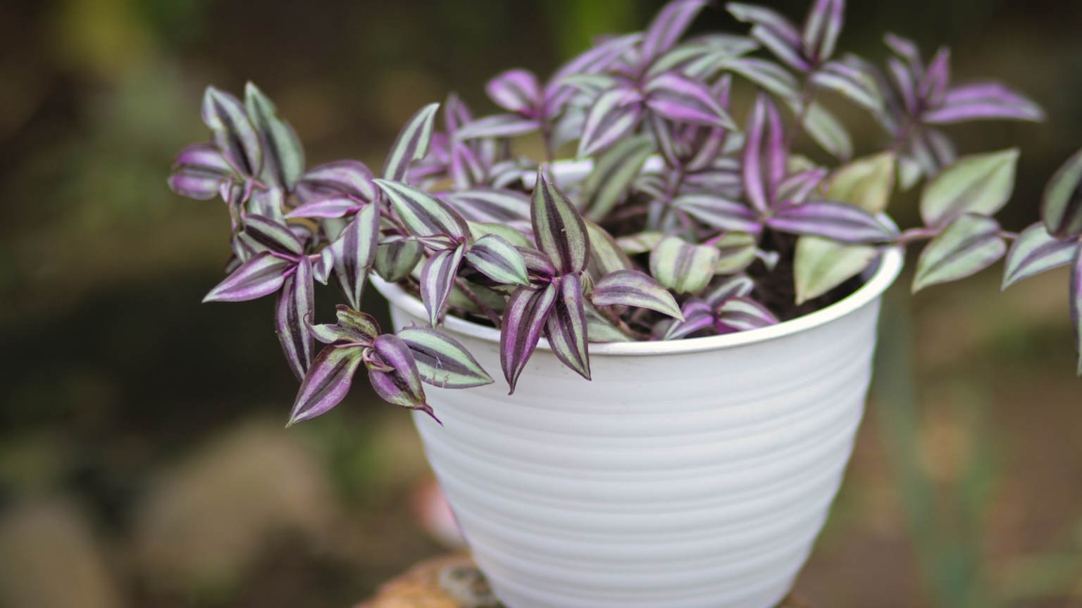 13 High-Maintenance Houseplants That Aren't Worth the Effort