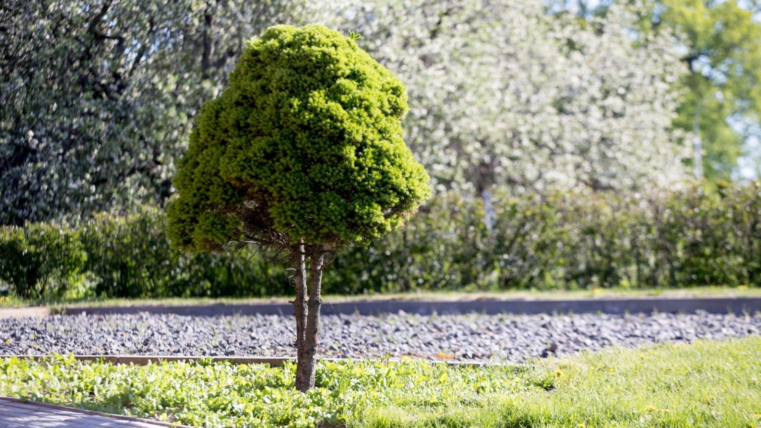 How to Plant, Grow, and Care for Dwarf Alberta Spruce Trees