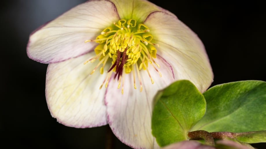19 Showstopping Hellebore Varieties to Grow for Winter Blooms