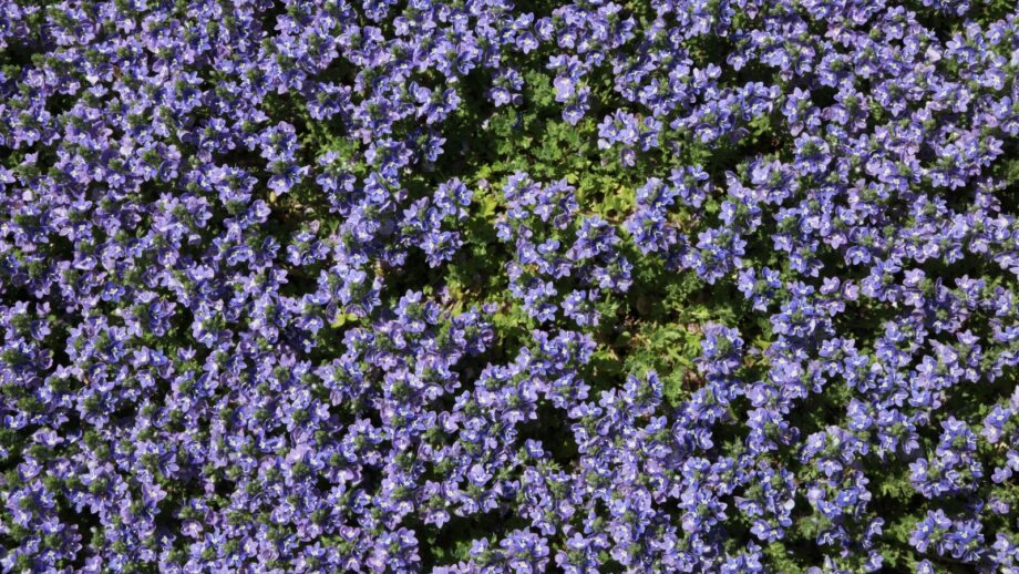 How to Plant, Grow, and Care for Creeping Speedwell