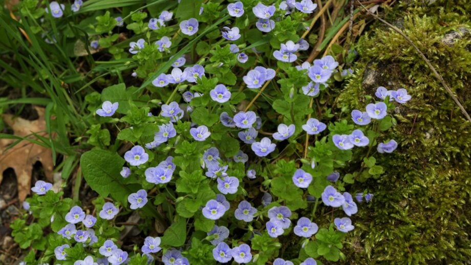 How to Plant, Grow, and Care for Creeping Speedwell