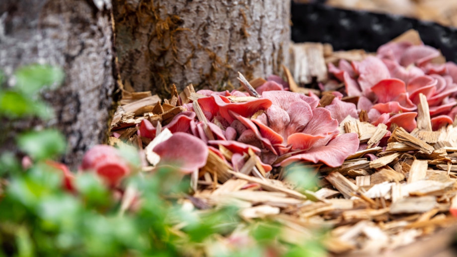 3 Best Methods for Growing Mushrooms at Home