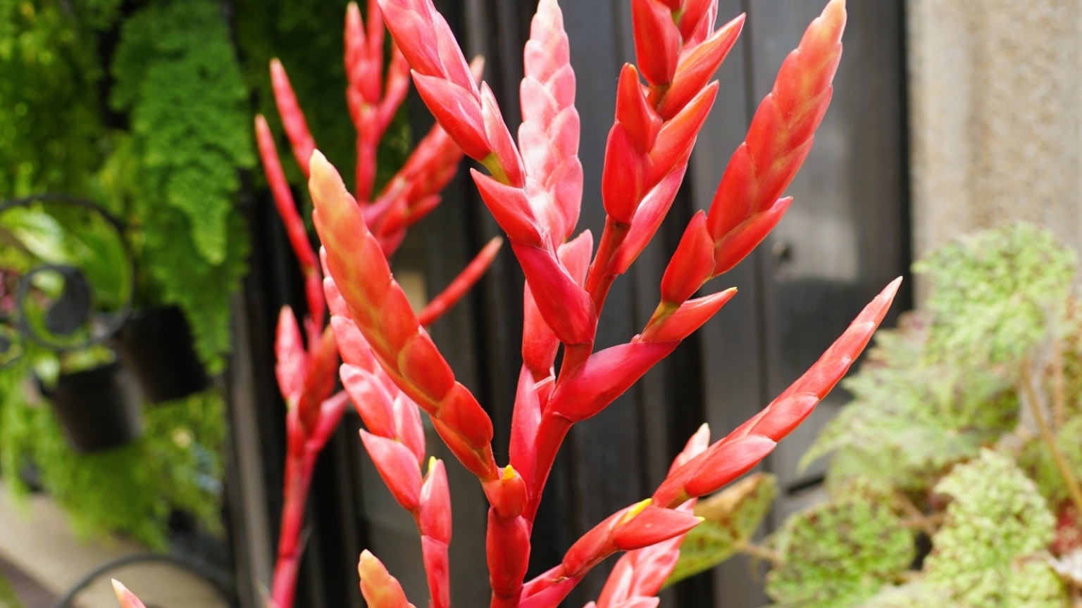 13 Bromeliad Varieties for Colorful Indoor Blooms