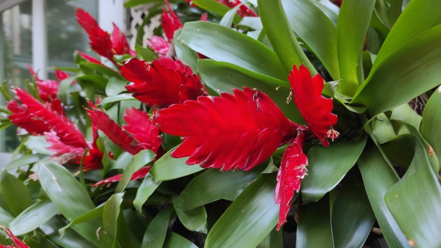 13 Bromeliad Varieties for Colorful Indoor Blooms