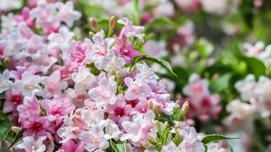 17 Best Shrubs for the Cut Flower Garden