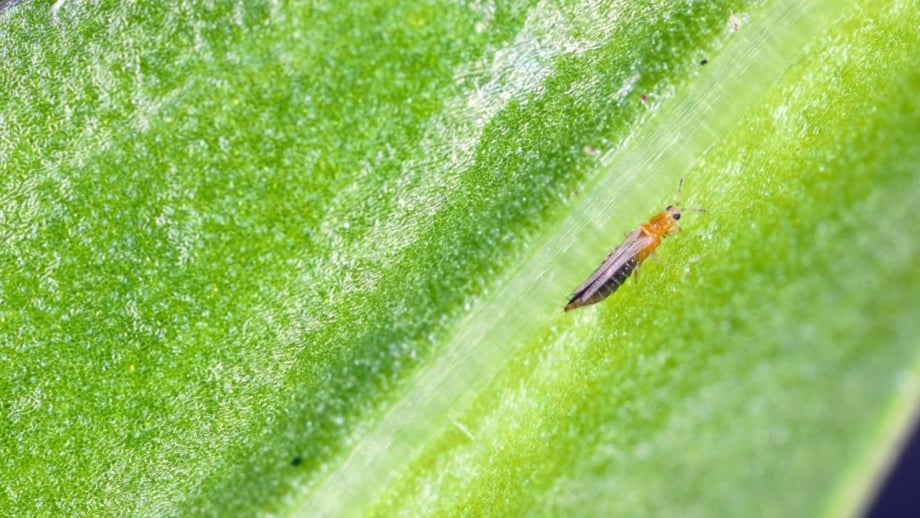 Don't Let These 5 Pests Eat Your Pothos