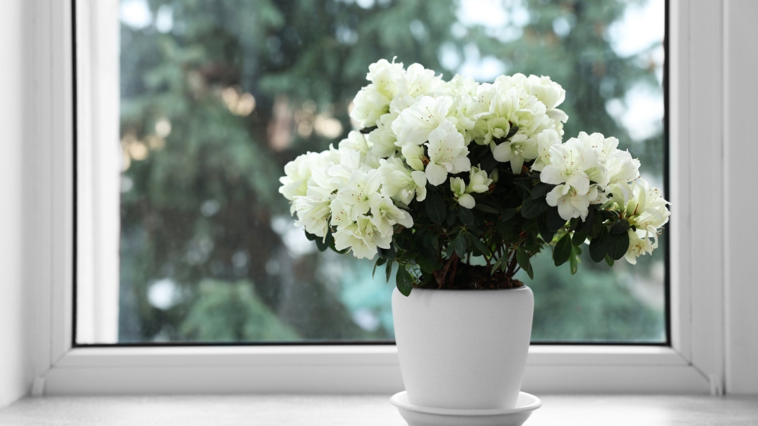 7 Care Tips for Indoor Azaleas