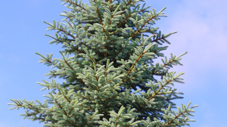 25 Popular Christmas Tree Types You Should Grow in Your Yard