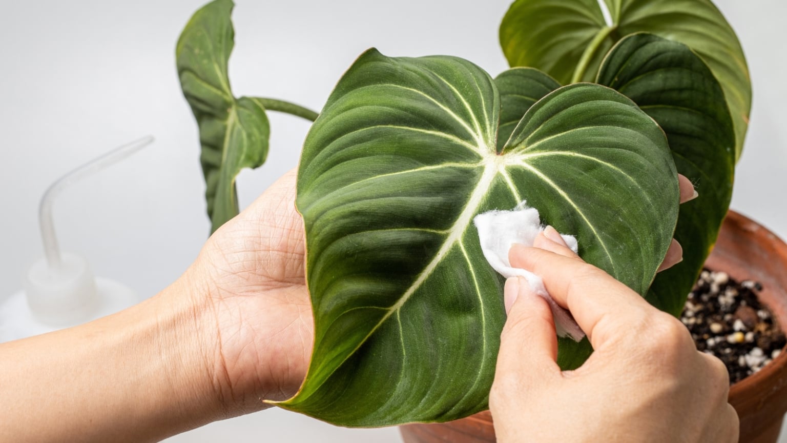 9 Philodendron Diseases to Watch for This Season