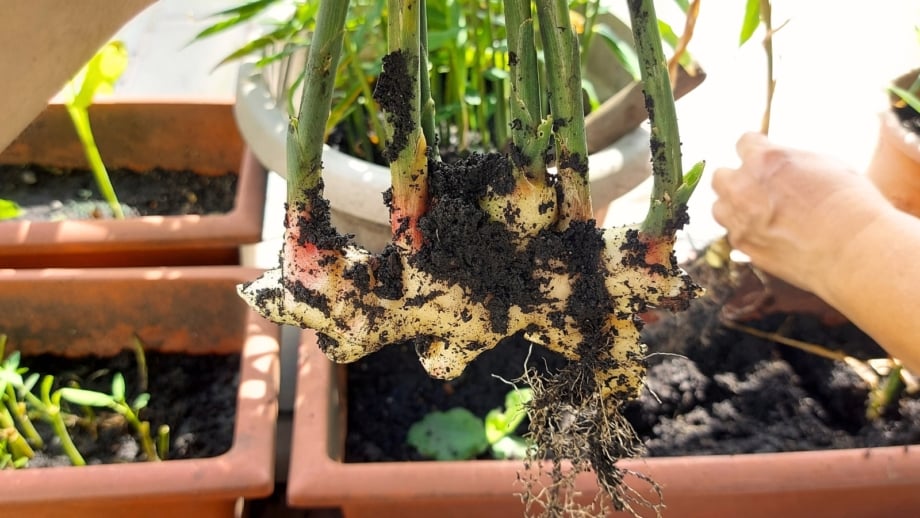 How to Grow Ginger Indoors in 7 Easy Steps