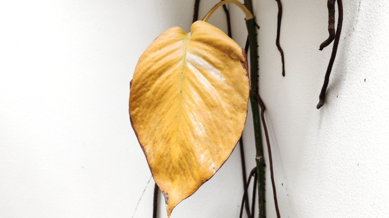 9 Pothos Plant Diseases: Prevention and Treatment