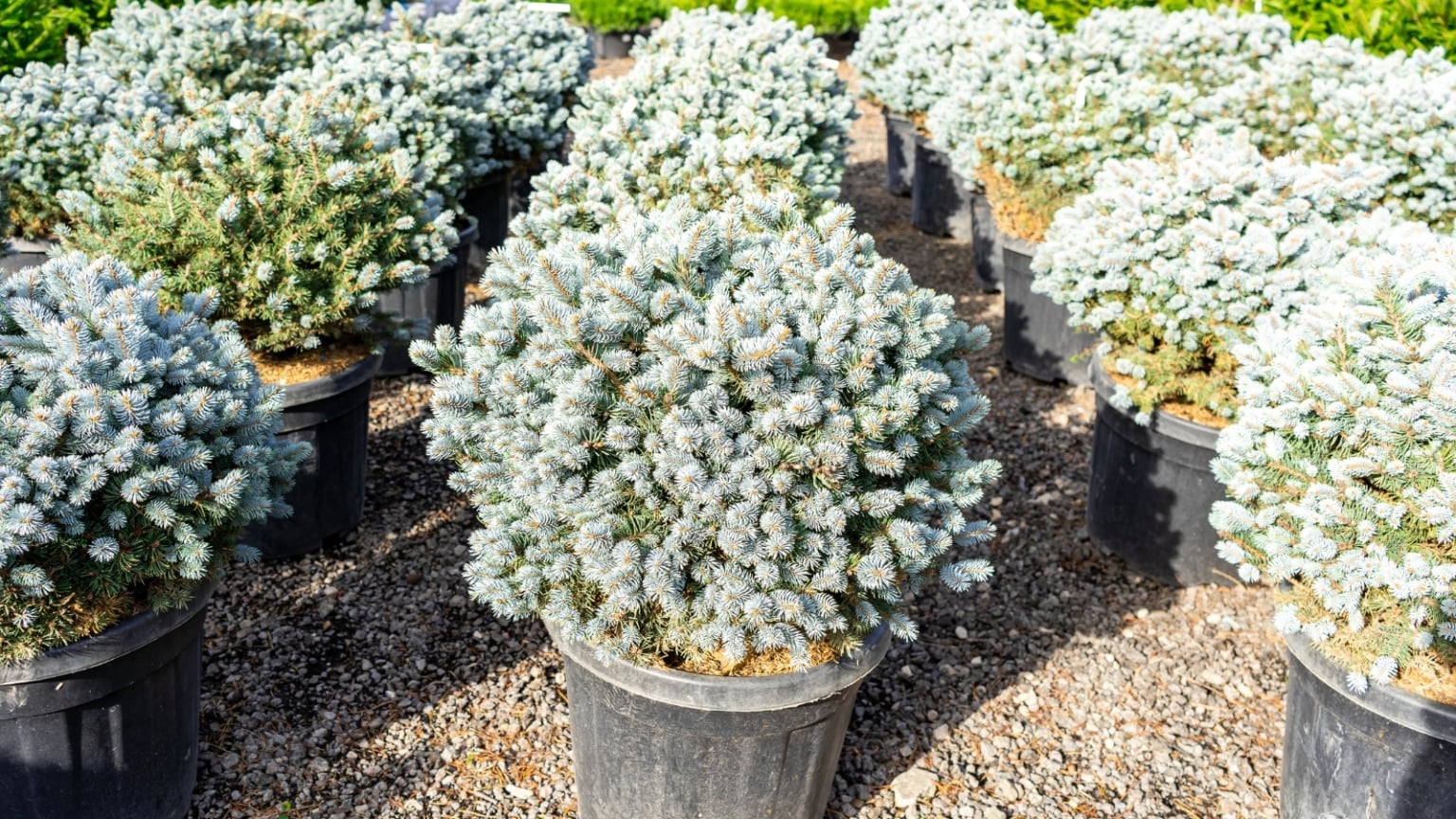 How to Plant, Grow, and Care for Blue Spruce Trees