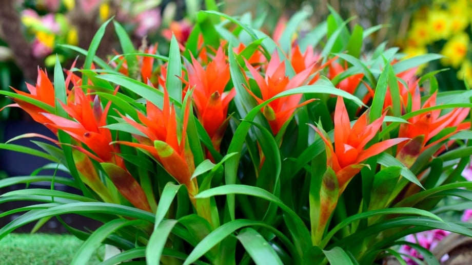 13 Bromeliad Varieties for Colorful Indoor Blooms