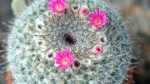 How to Plant, Grow, and Care for Old Lady Cactus