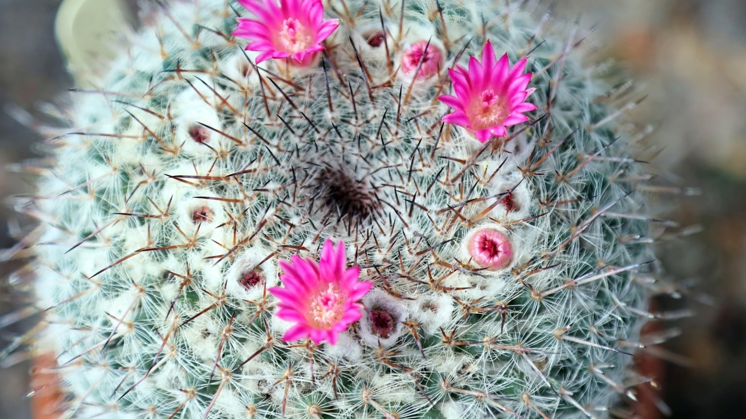 How to Plant, Grow, and Care for Old Lady Cactus