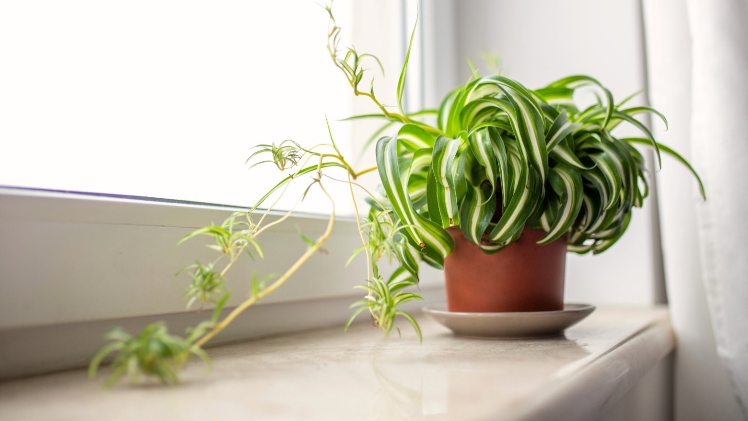 How and Why to Cut Off Spider Plant Babies (Spiderettes)