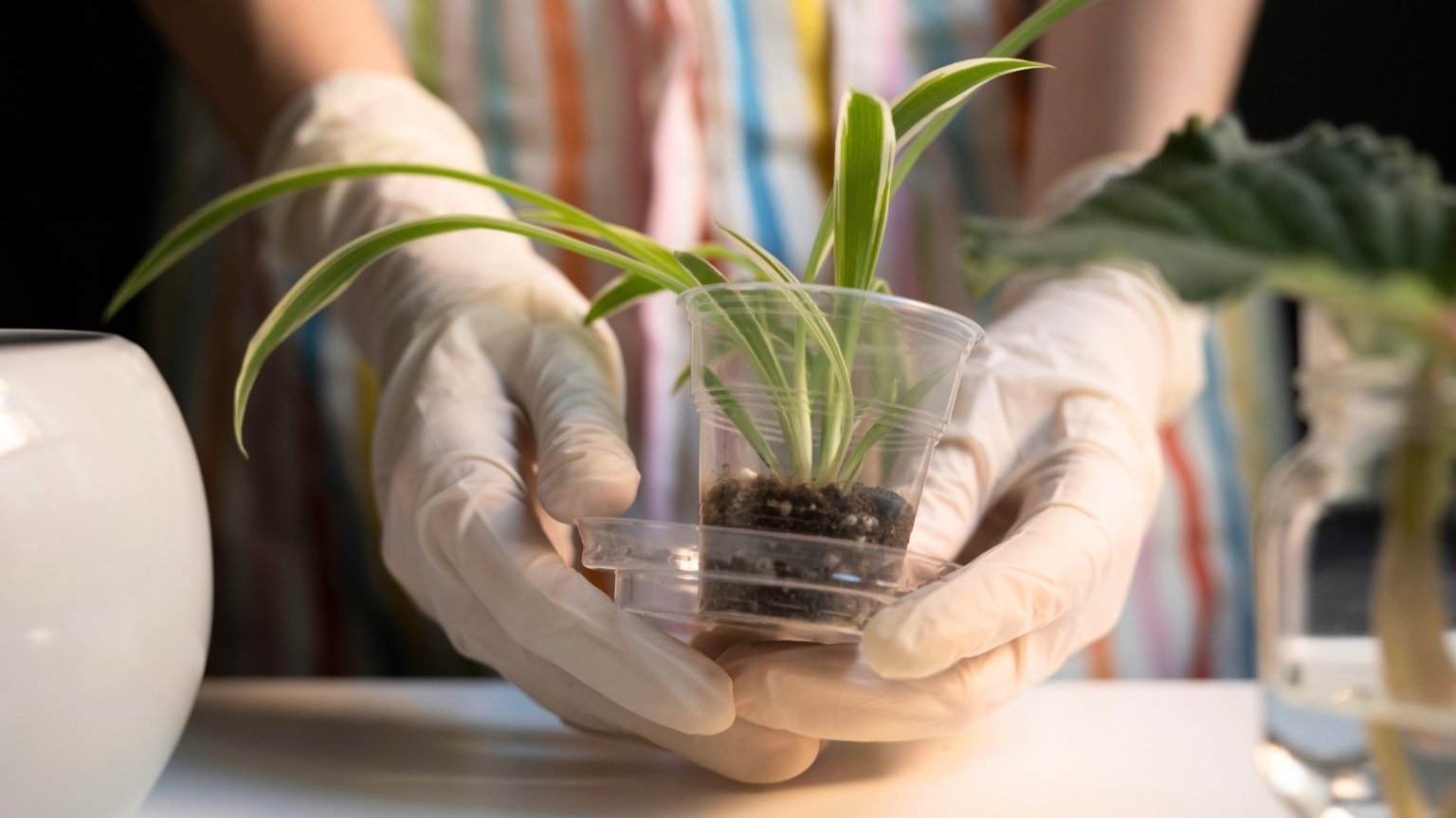 How and Why to Cut Off Spider Plant Babies (Spiderettes)