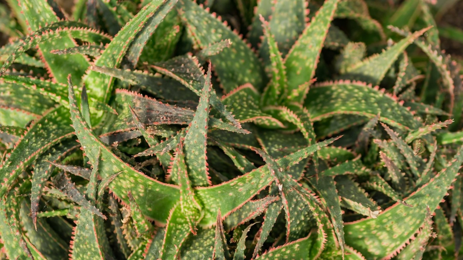 How to Grow and Care for 'Christmas Carol' Aloe