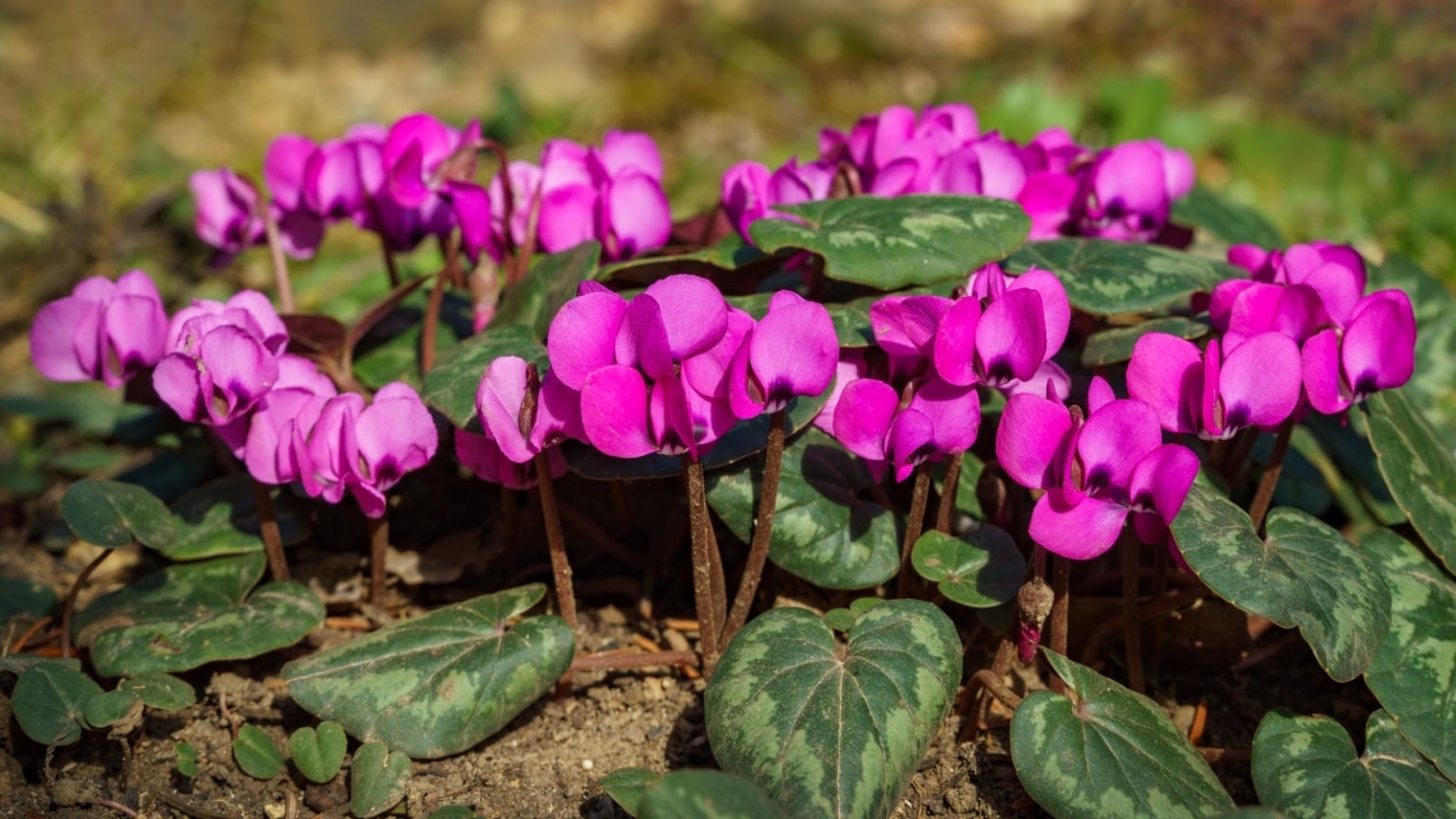 31 Flowers that Will Survive Winter