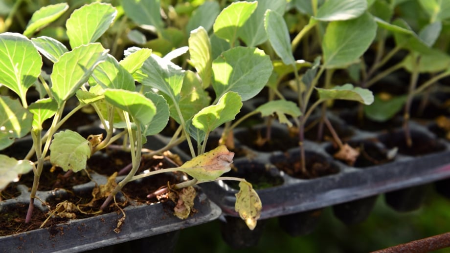 When to Start Winter Sowing: The Right Time for Your Zone