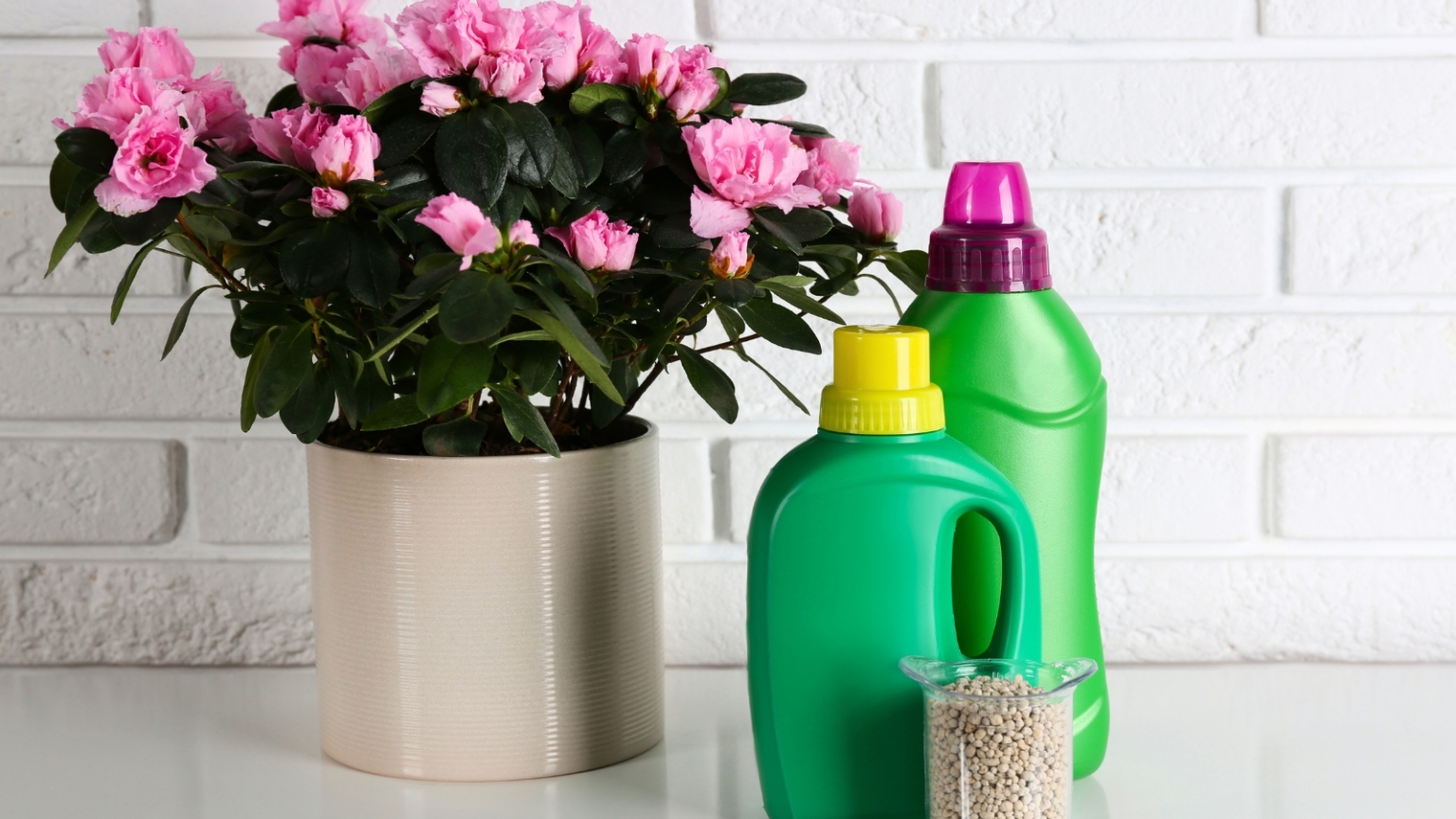5 Mistakes You’re Probably Making With Your Potted Azalea