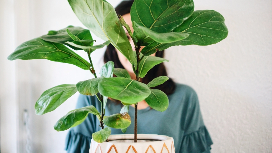 13 Houseplants That Are Prone to Collecting Dust