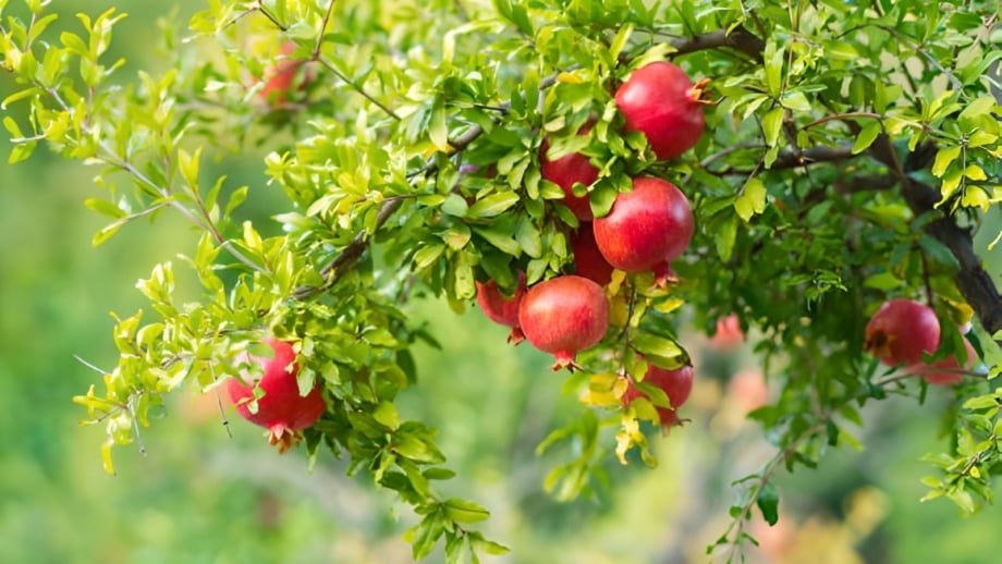 9 Easy and Low-Maintenance Fruit Trees for Your Backyard