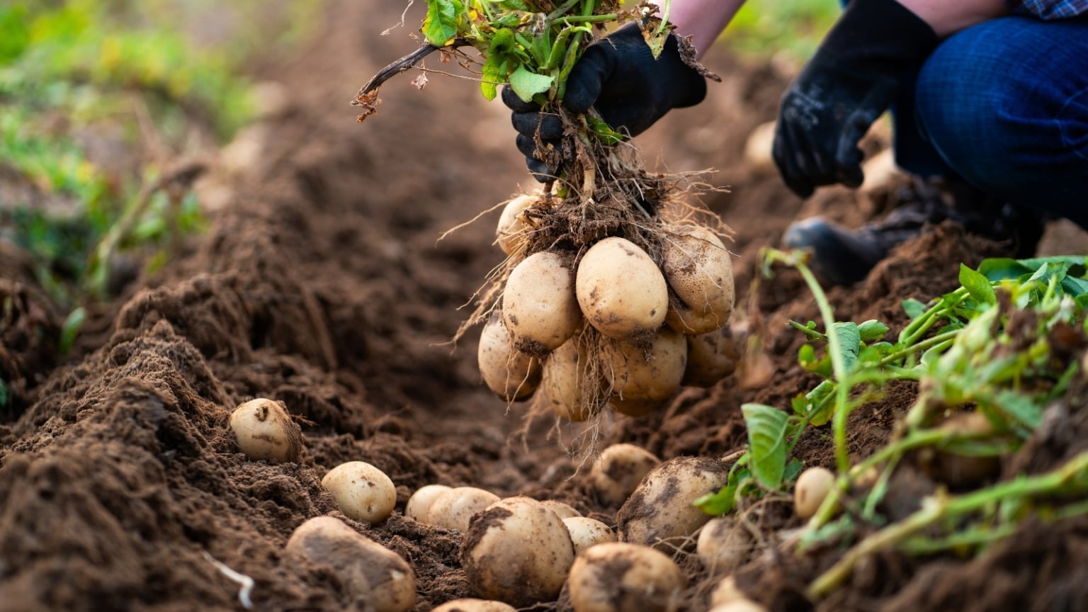 20 Best Crops For A Survival Garden
