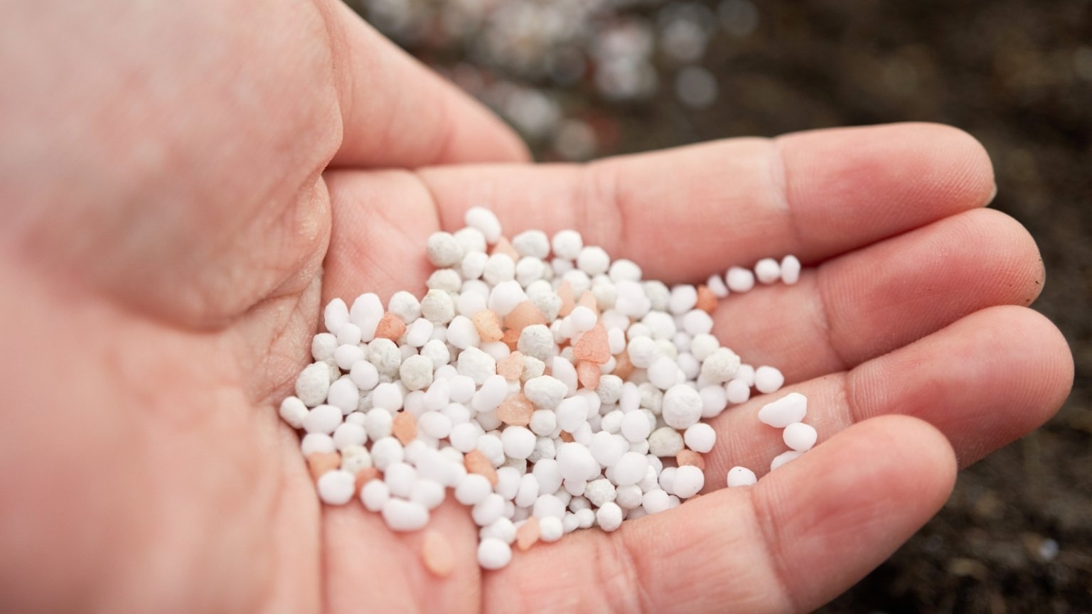 How to Plant, Grow, and Care for Swedish Ivy