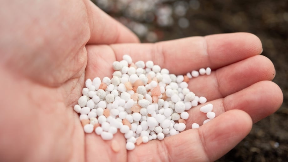 How to Plant, Grow, and Care for Weigela