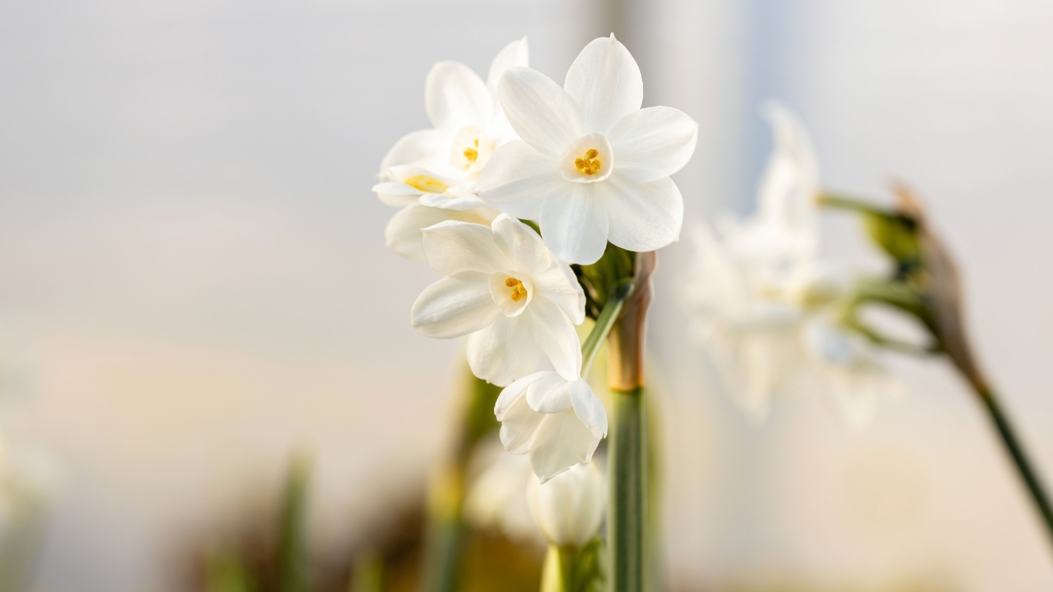 How to Force Paperwhite Blooms for the Holidays in 7 Steps