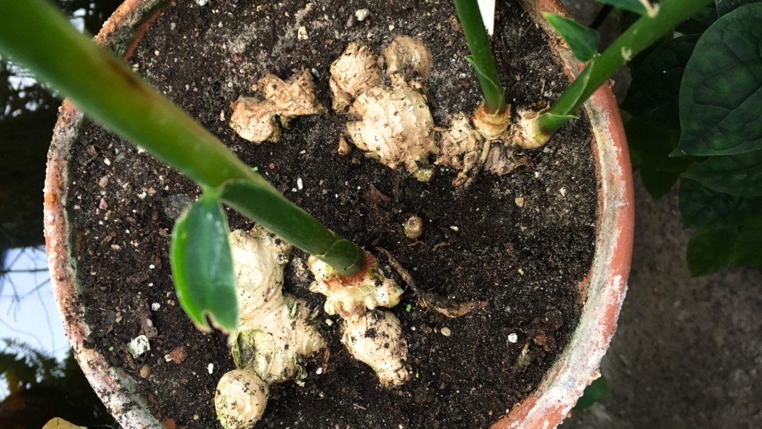 How to Grow Ginger Indoors in 7 Easy Steps