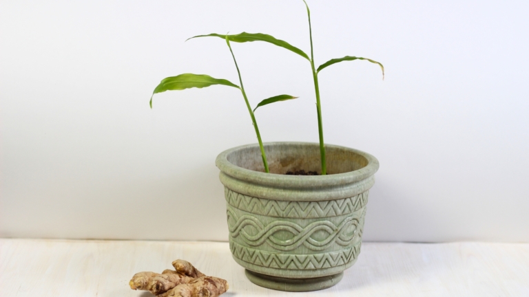How to Grow Ginger Indoors in 7 Easy Steps