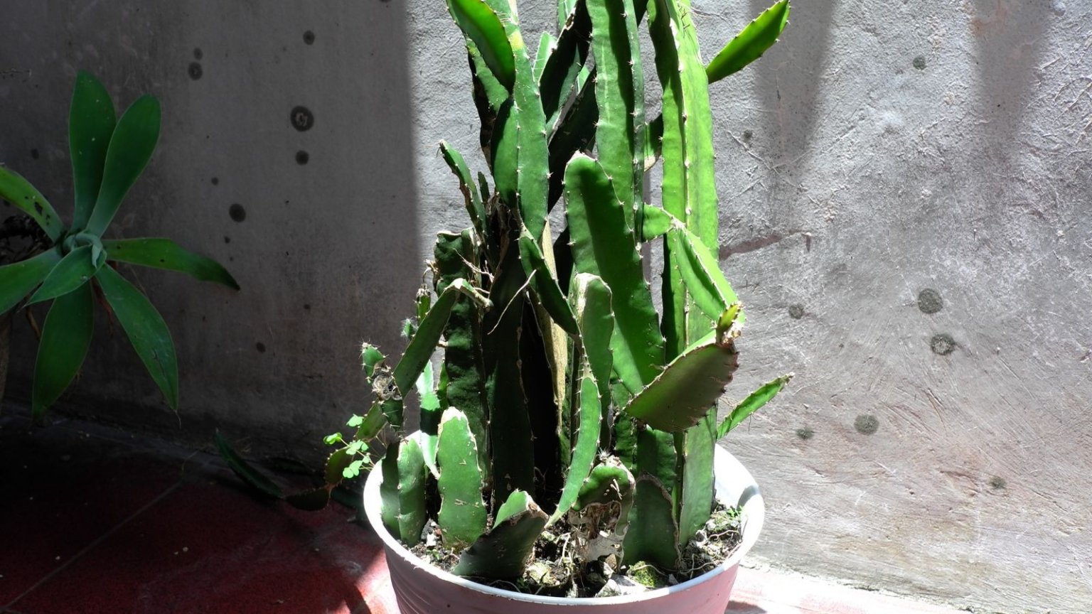 How to Grow Dragon Fruit Trees Indoors