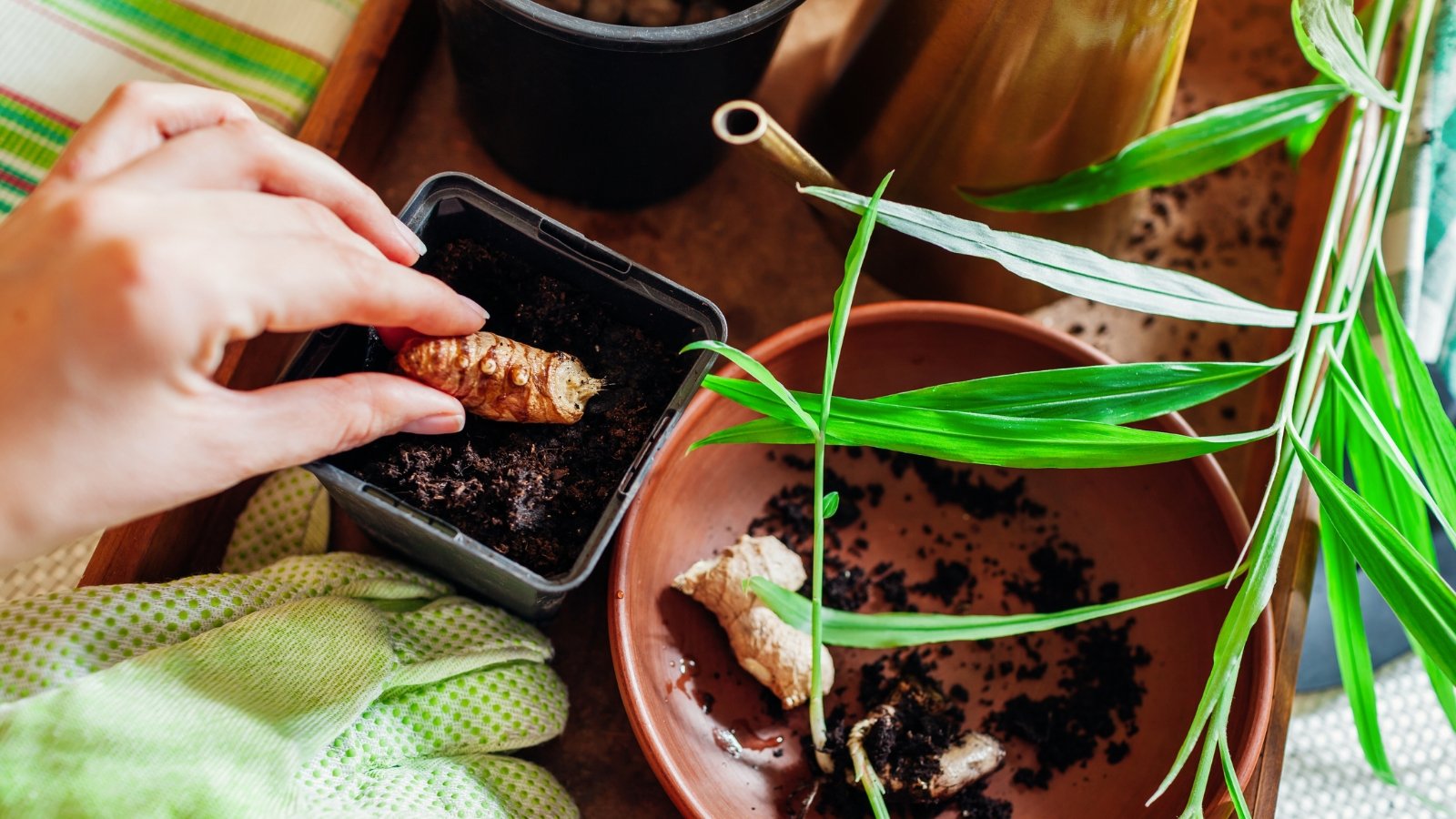 How to Grow Ginger Indoors in 7 Easy Steps