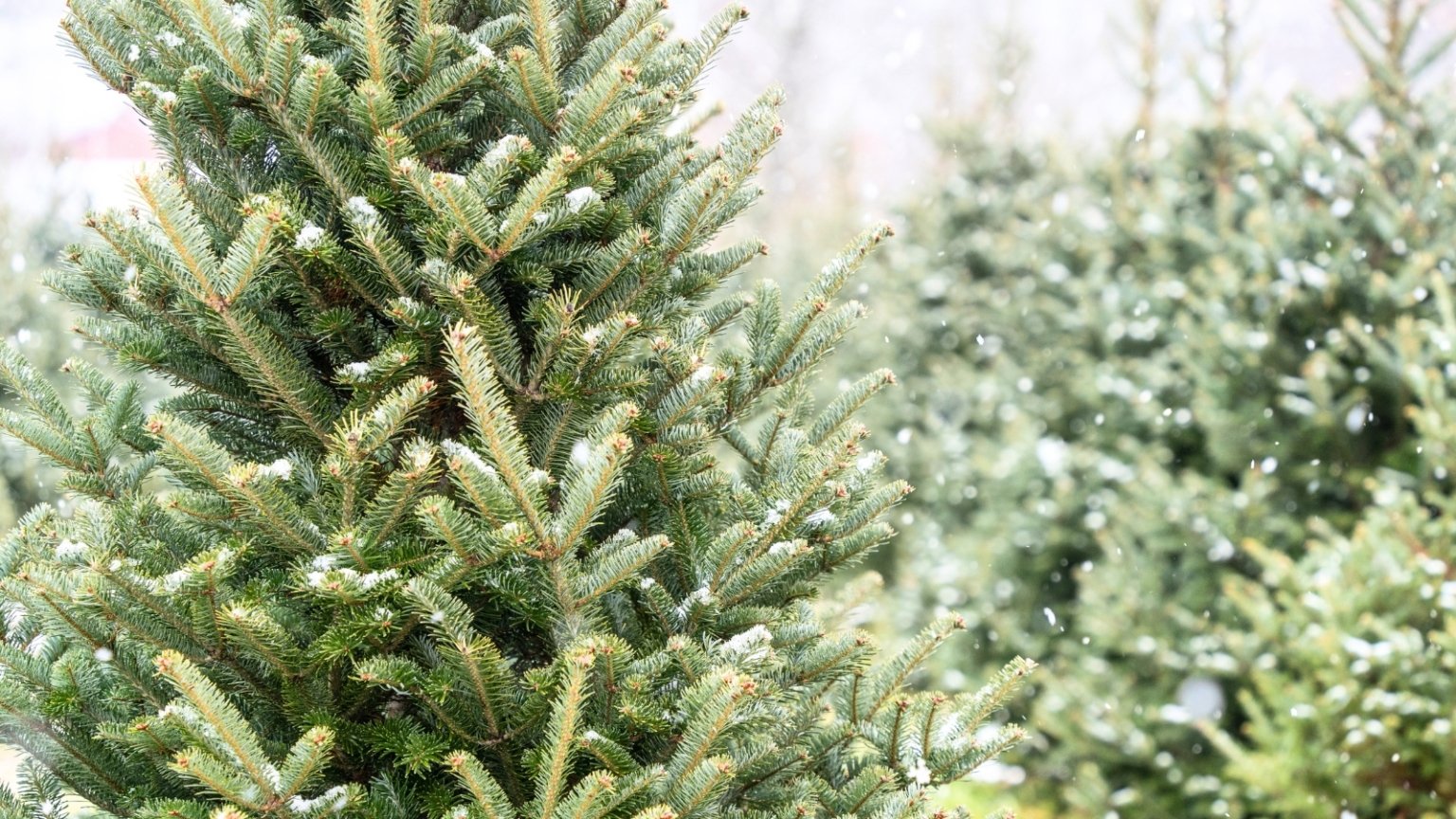 25 Popular Christmas Tree Types You Should Grow in Your Yard