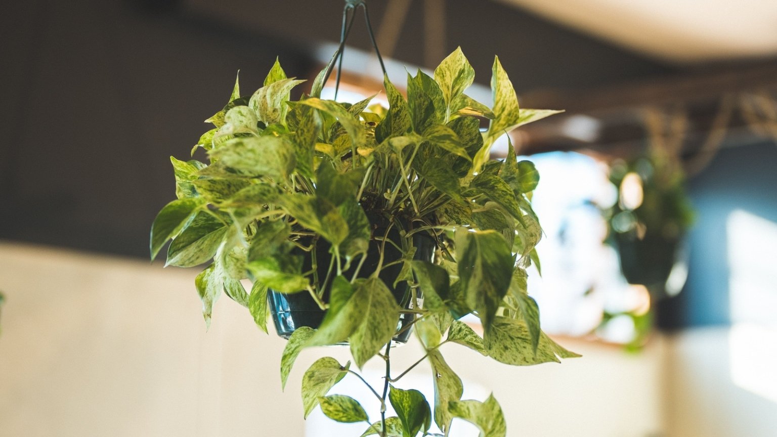 15 Best Hanging Plants That Don't Mind Low Light