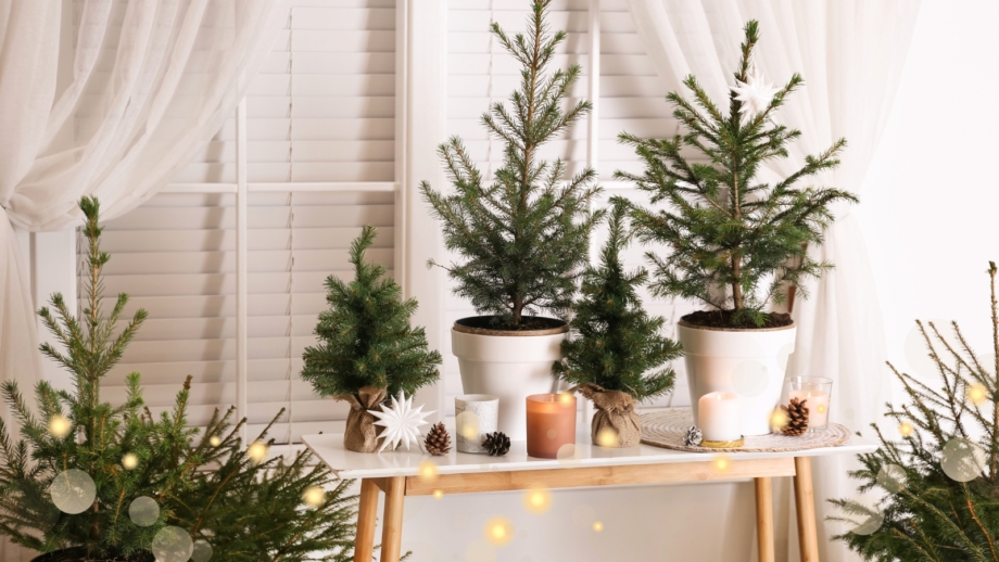 15 Holiday-Inspired Indoor Plant Ideas