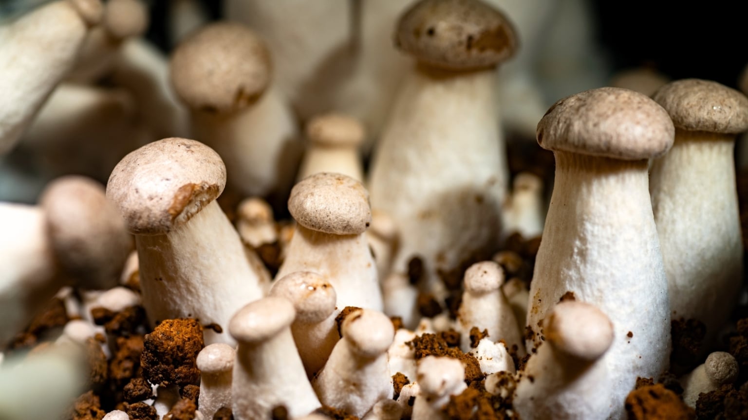 How to Build Outdoor Mushroom Beds in 11 Steps