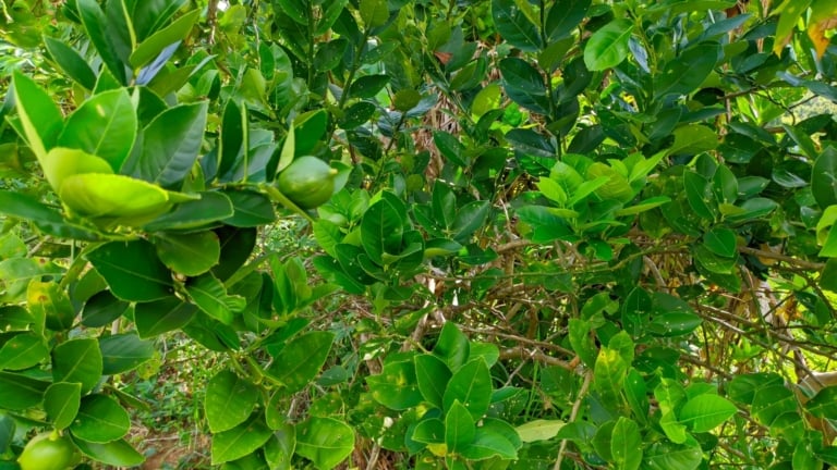 How to Plant, Grow, and Care for Key Lime Trees