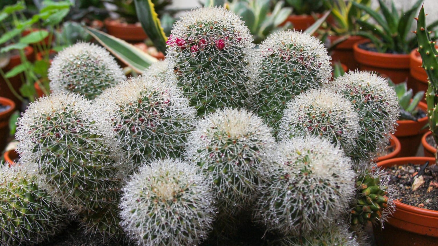 How to Plant, Grow, and Care for Old Lady Cactus