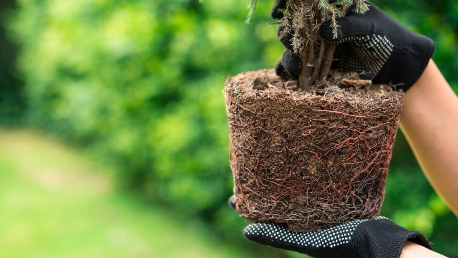 How to Repot Norfolk Island Pine Trees