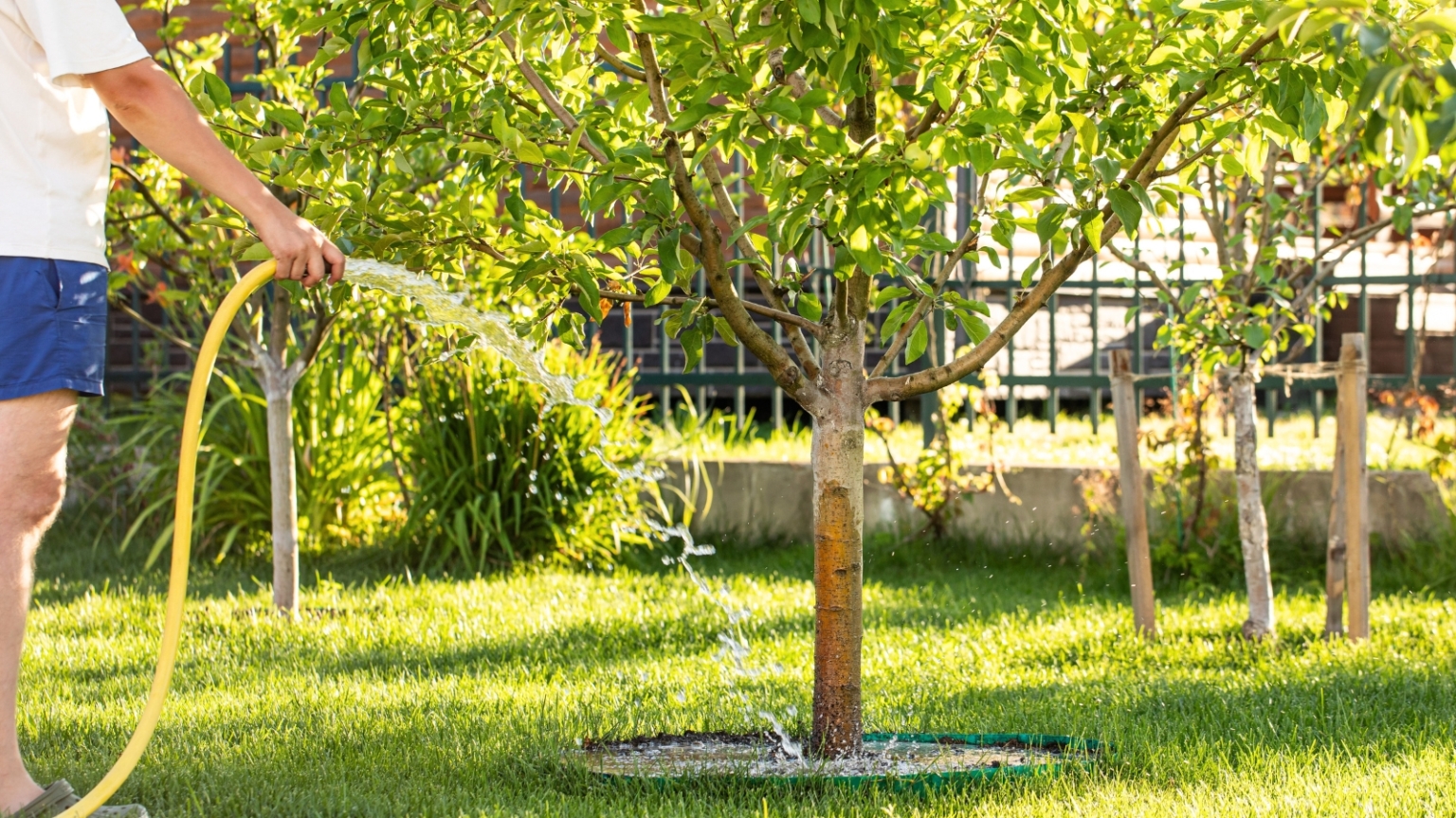 7 Ways to Protect Fruit Trees From Freezing Temperatures