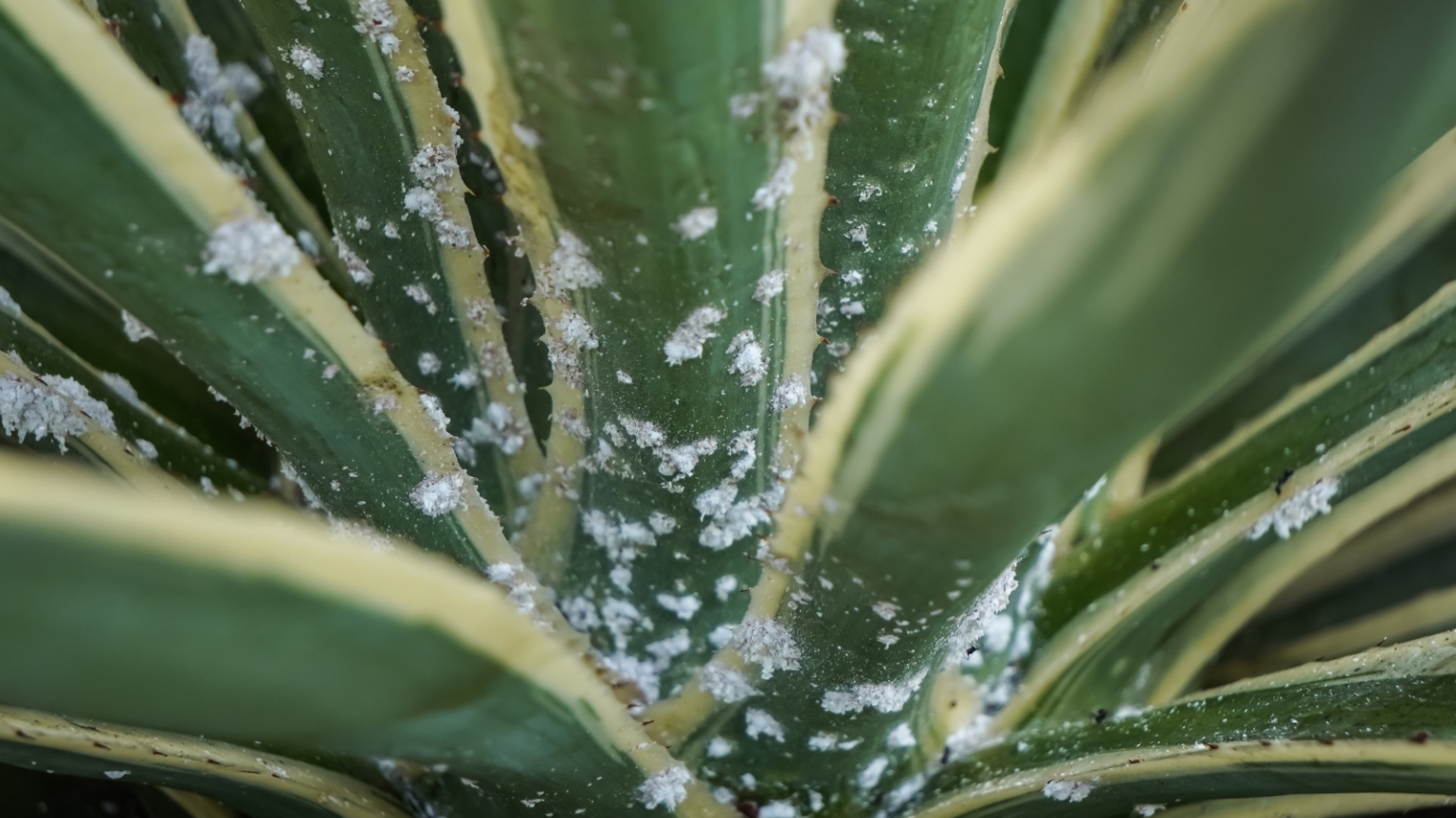 The Right Way to Clean Dusty Houseplant Leaves