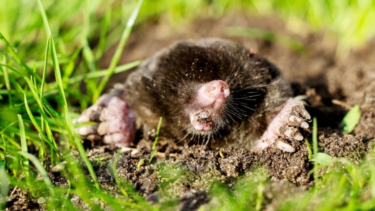 11 Plants That May Keep Moles Out of Your Yard