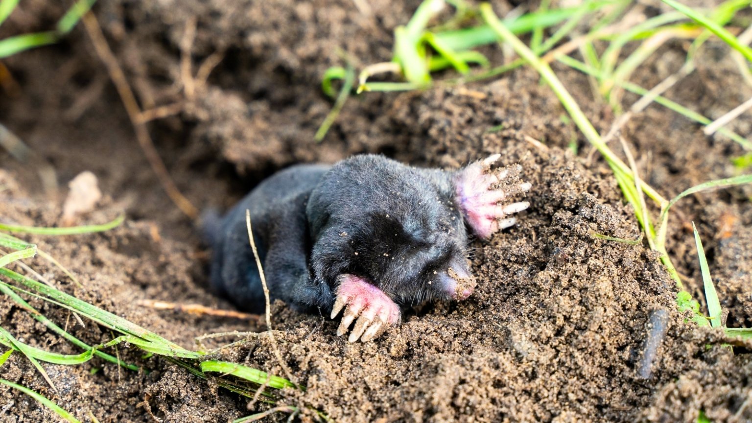 11 Plants That May Keep Moles Out of Your Yard