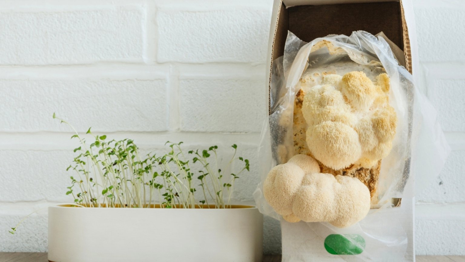 6 Best Mushroom Growing Kits for Home Growers