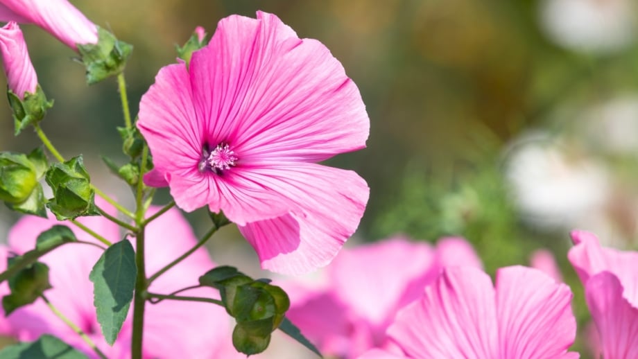 15 New Seed Varieties We’re Ordering In January